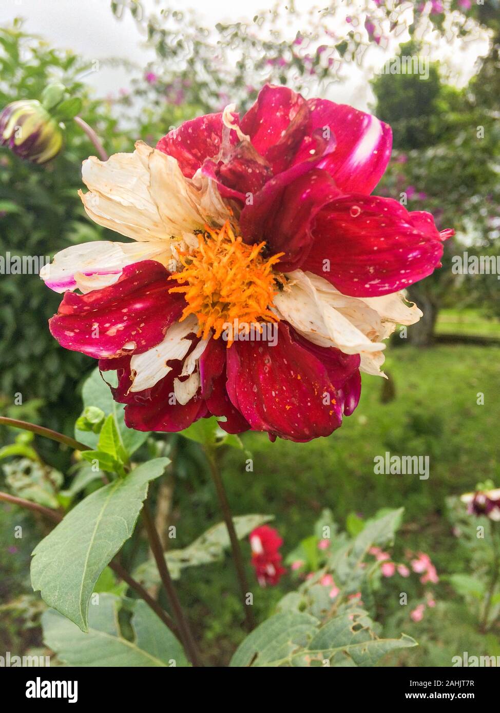 Bi-Color Flower in a garden Stock Photo - Alamy