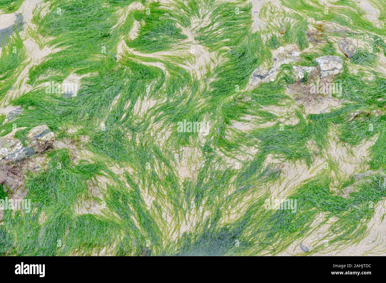 Nori seaweed uk hi-res stock photography and images - Alamy