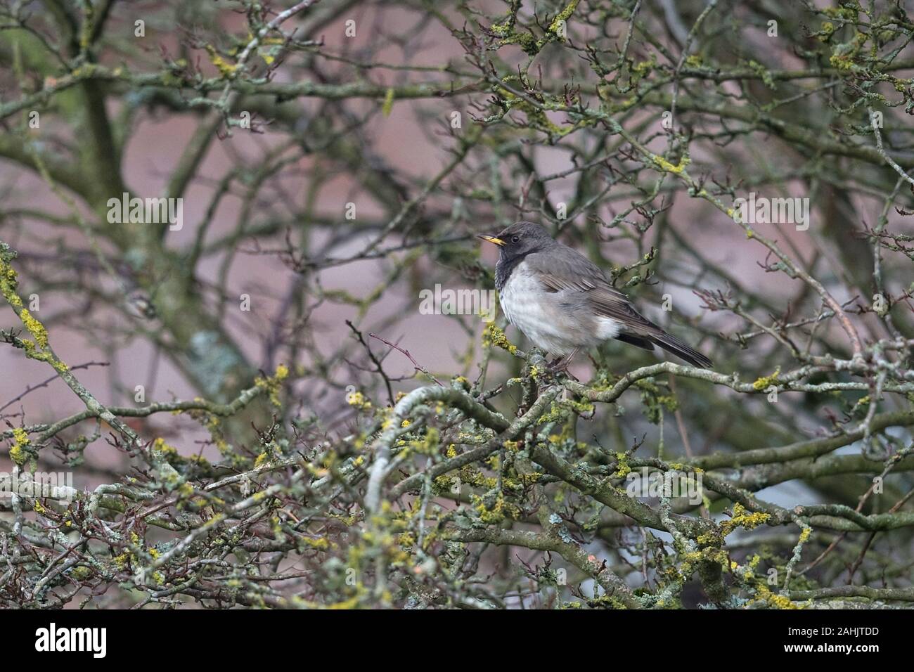 Rare thrush uk hi-res stock photography and images - Alamy