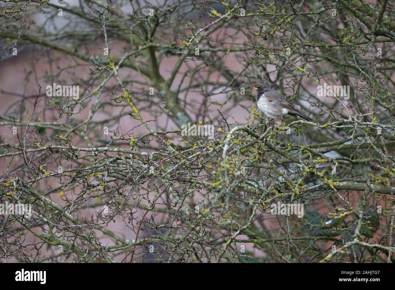 Black-throated Thrush (Turdus atrogularis Stock Photo - Alamy