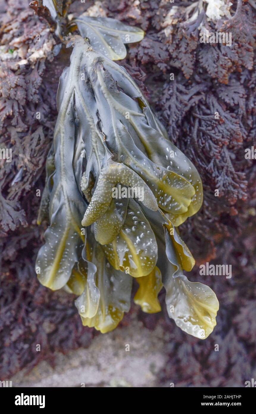 Believed to be young fronds of common UK seaweed Toothed Wrack / Fucus ...
