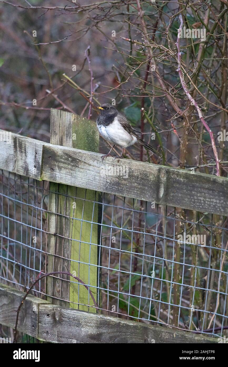 Black-throated Thrush (Turdus atrogularis Stock Photo - Alamy