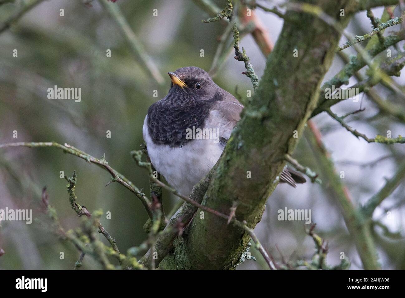 Black-throated Thrush (Turdus atrogularis Stock Photo - Alamy