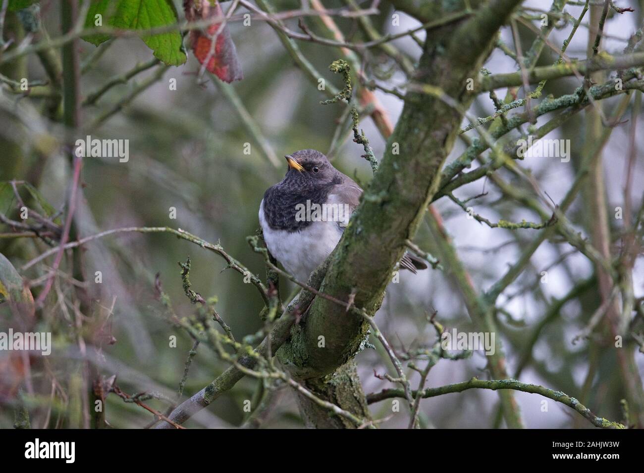 Rare thrush uk hi-res stock photography and images - Alamy