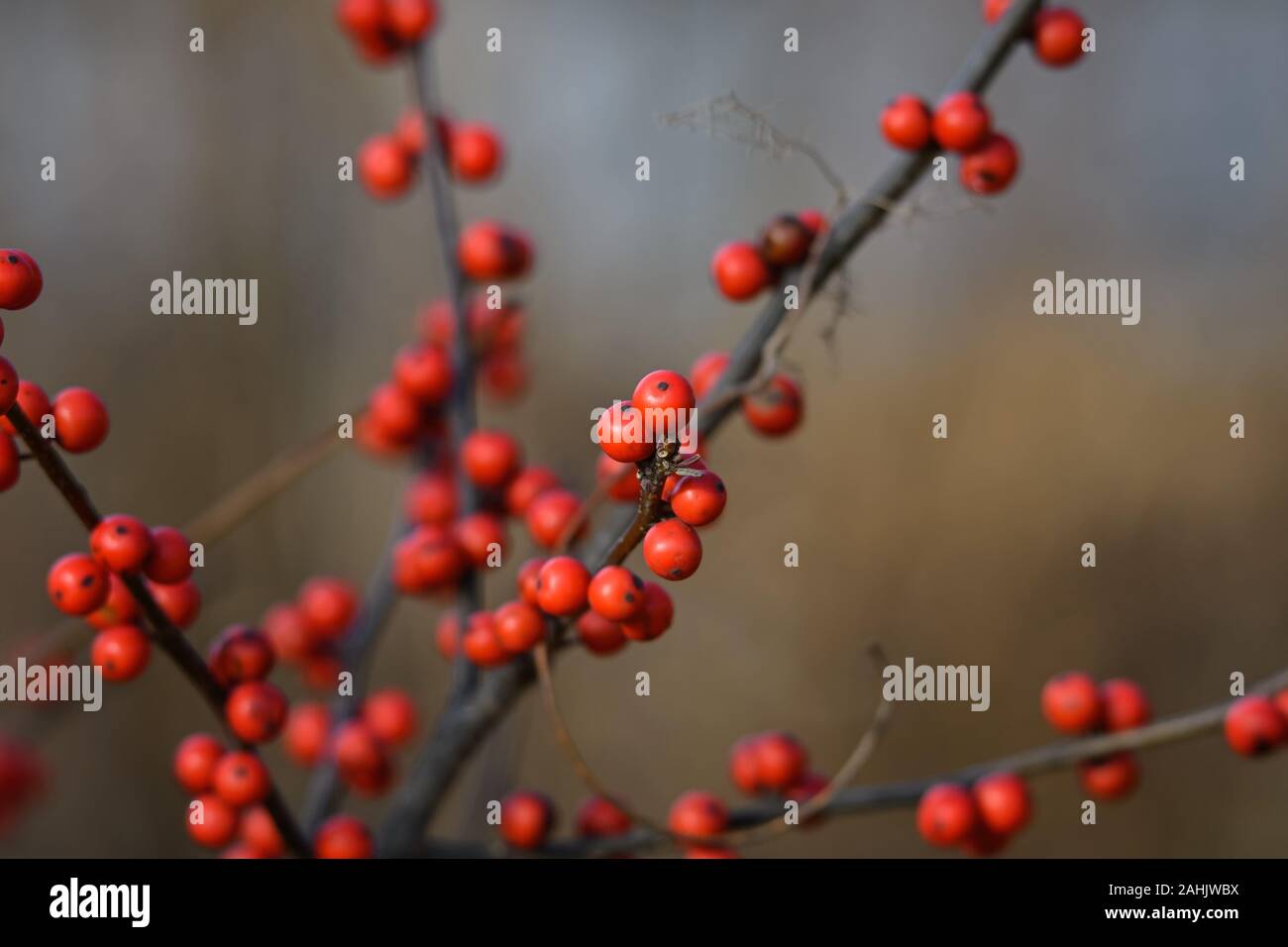 Native resident species hi-res stock photography and images - Alamy