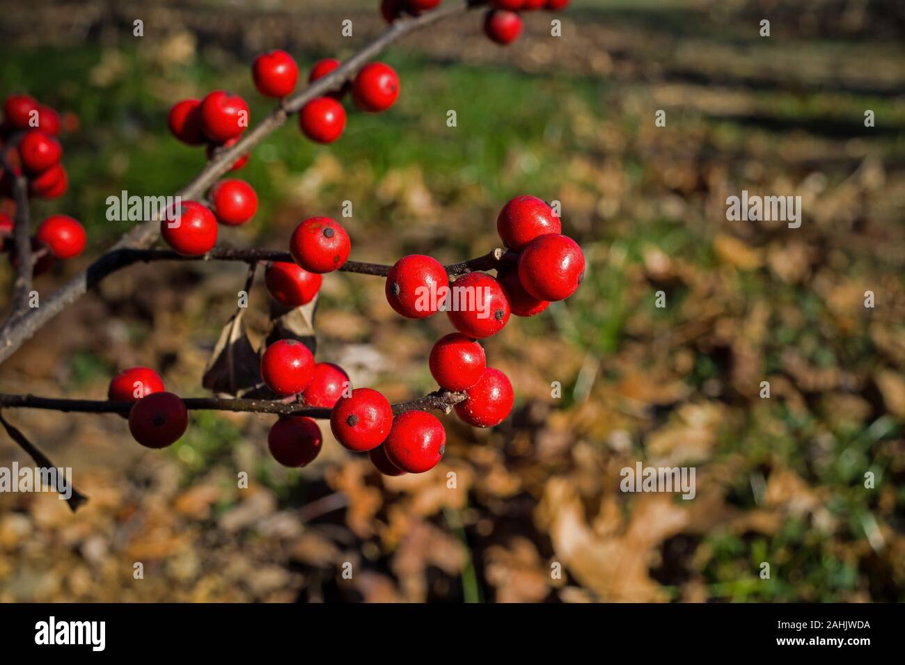 Winterberry plant hi-res stock photography and images - Alamy