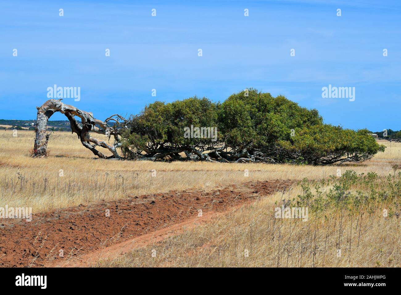 The leaning tree hi-res stock photography and images - Alamy