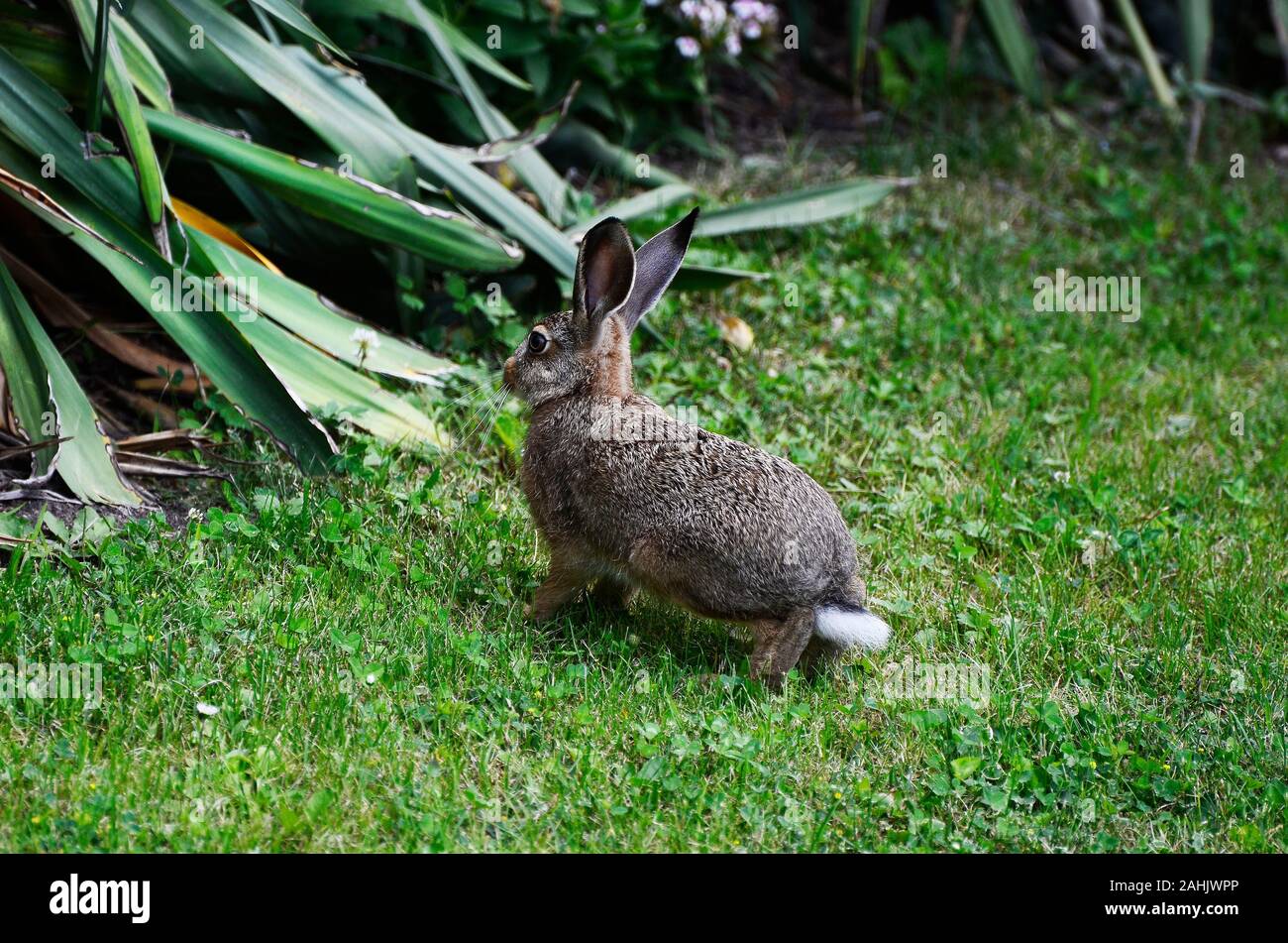 Young hare hi-res stock photography and images - Alamy