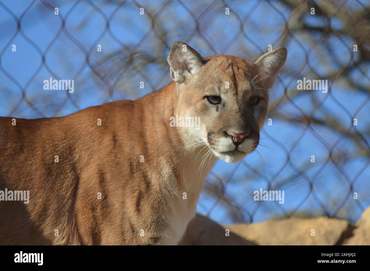 Puma in the outdoors Stock Photo - Alamy