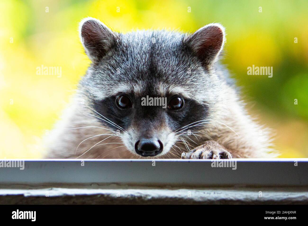Adorable raccoon portrait close up furry pet face Stock Photo - Alamy