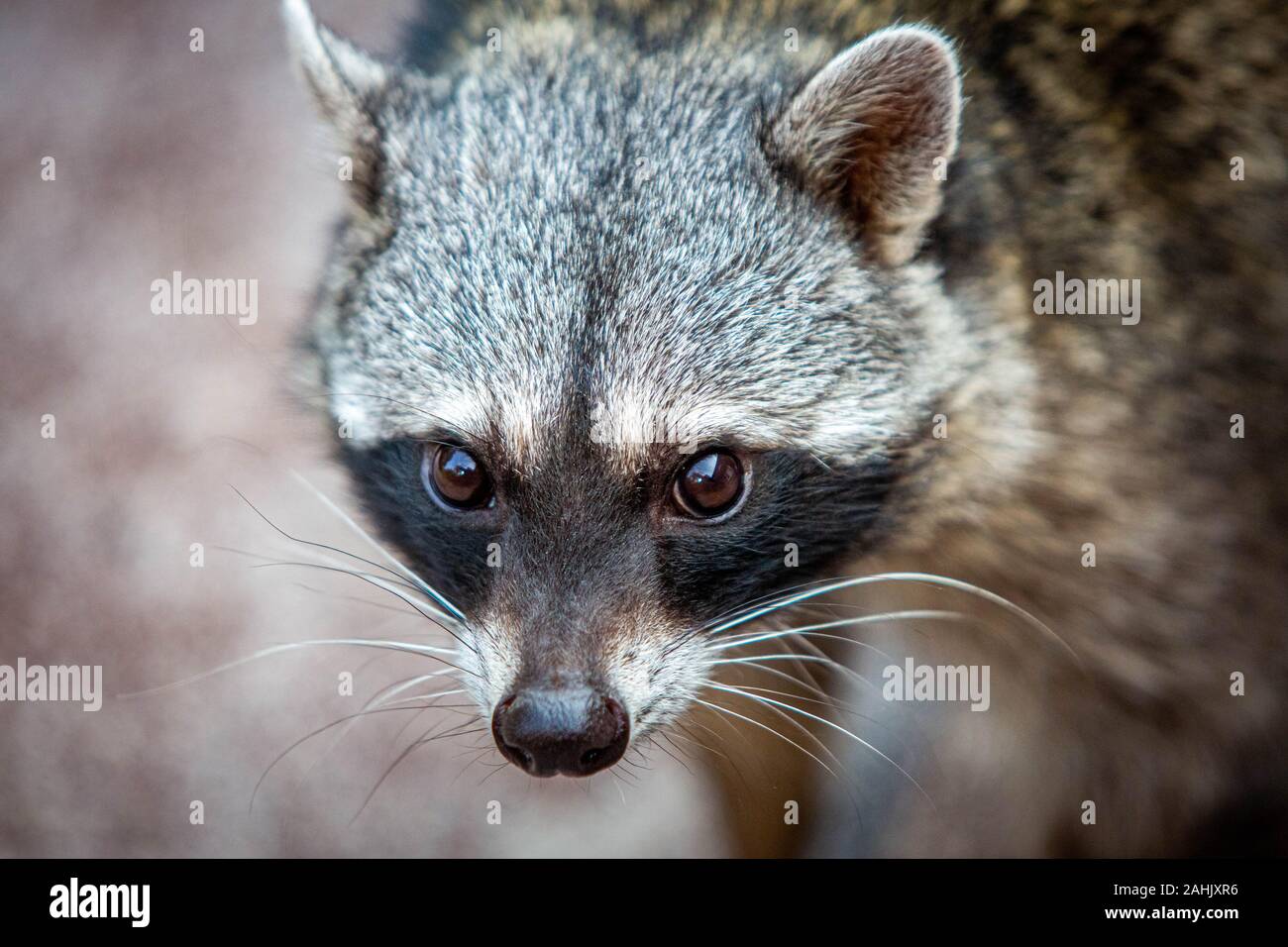 Adorable raccoon portrait close up furry pet face Stock Photo - Alamy