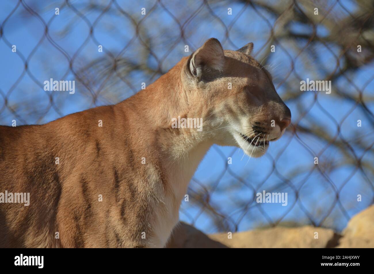 Puma in the outdoors Stock Photo - Alamy