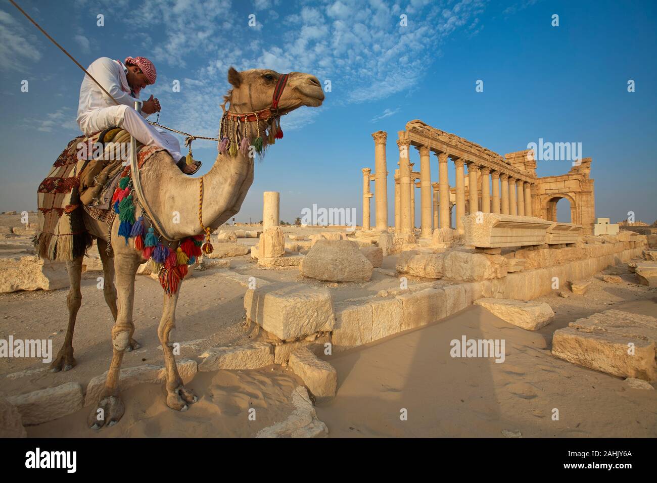 Camel at the ruins of Palmyra, Syria Stock Photo - Alamy