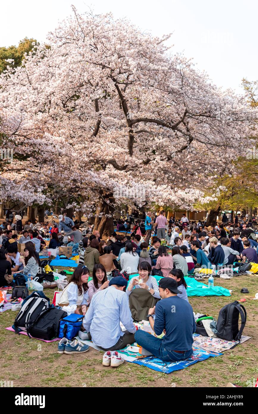 April 7, 2019: Japanese people enjoy the Cherry Blossom (known as ...