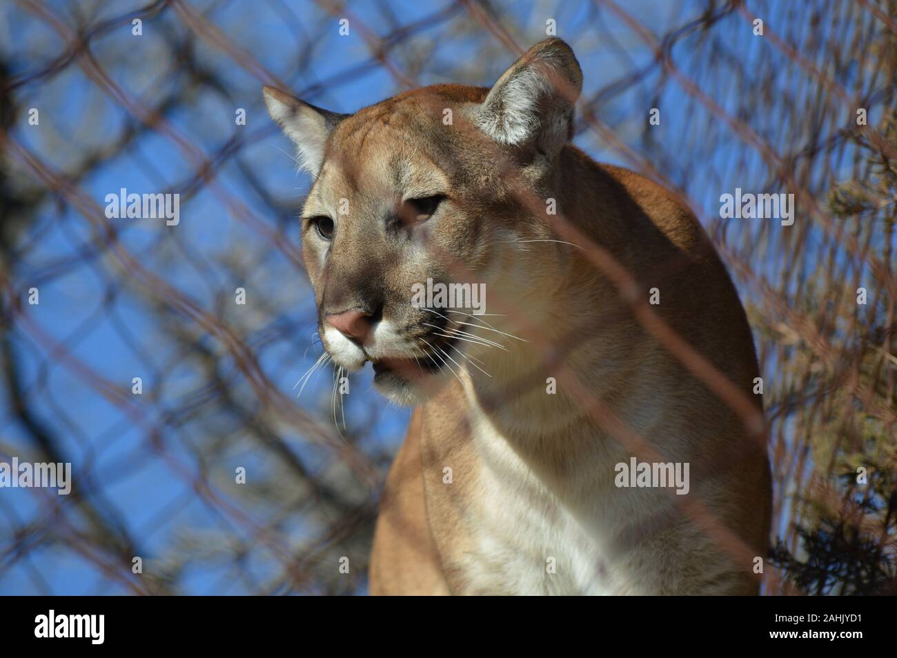 Puma in the outdoors Stock Photo - Alamy