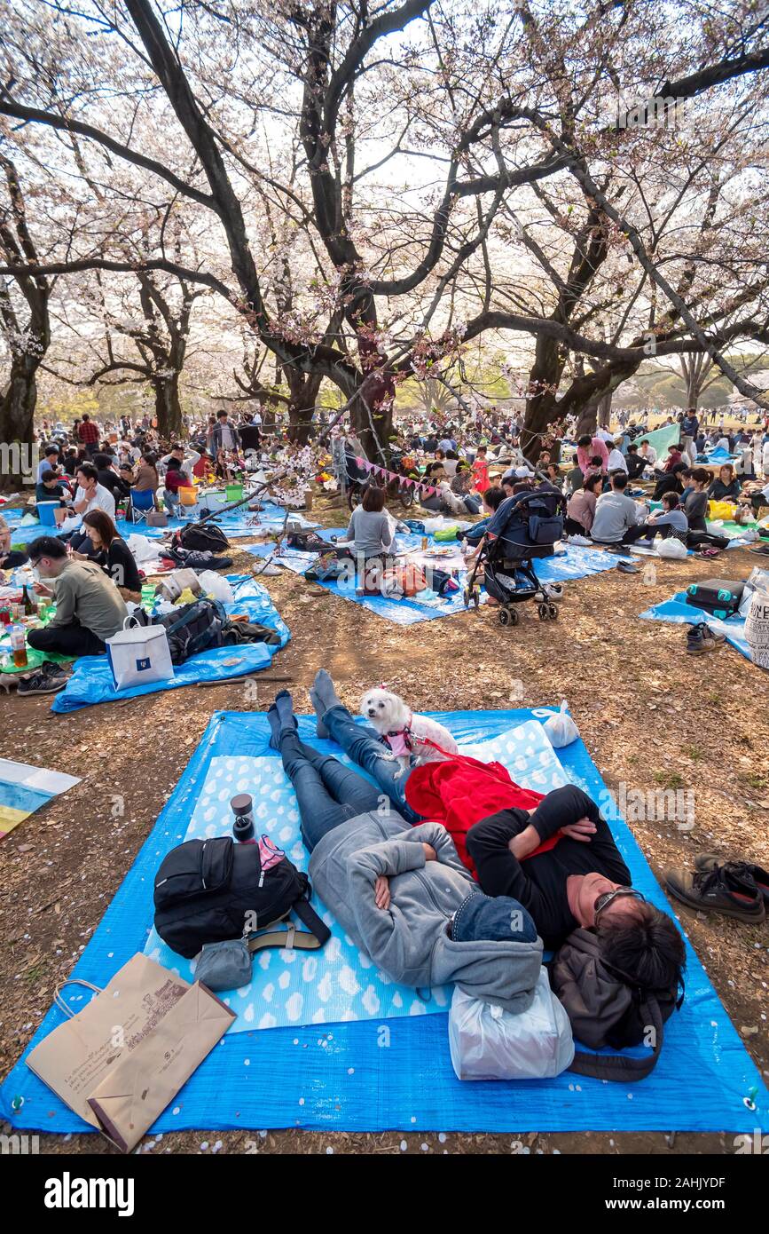 April 7, 2019: Japanese people enjoy the Cherry Blossom (known as ...
