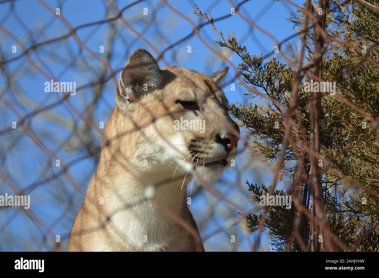 Puma in the outdoors Stock Photo - Alamy