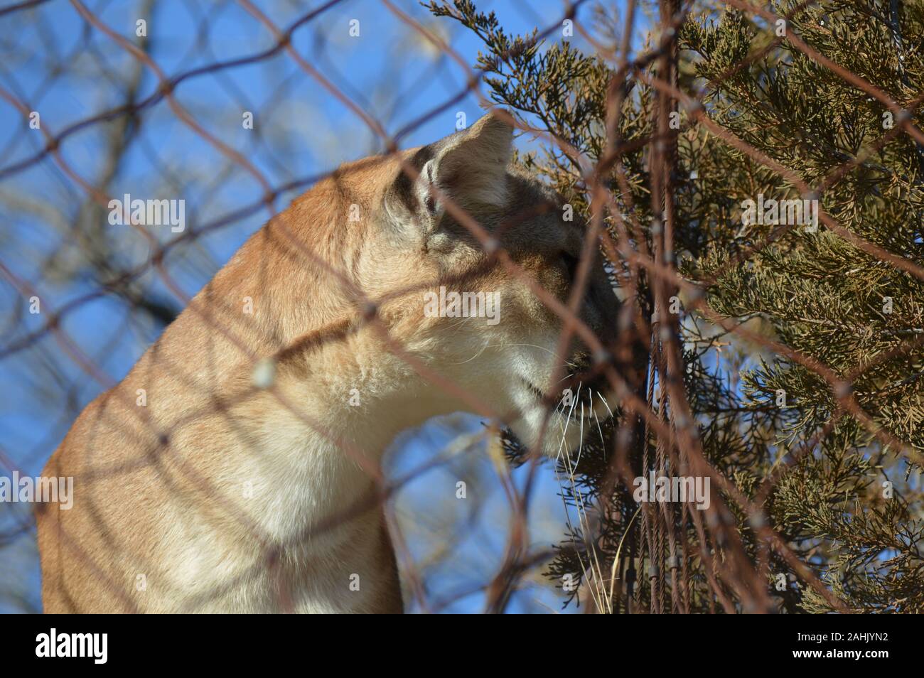 Puma in the outdoors Stock Photo - Alamy