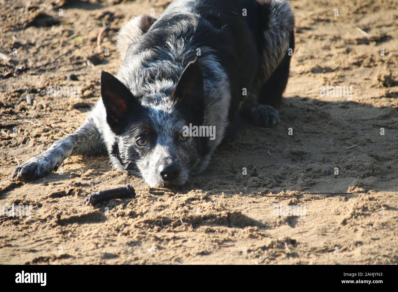 cute dog laying down and looking at camera Stock Photo - Alamy