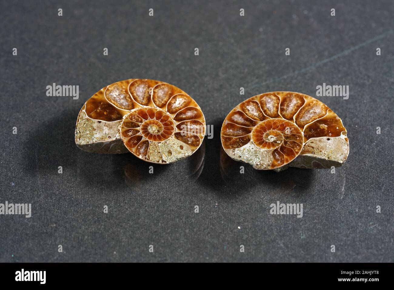 Ammonite is a fossilization of a squid enclosure, photographed with ...