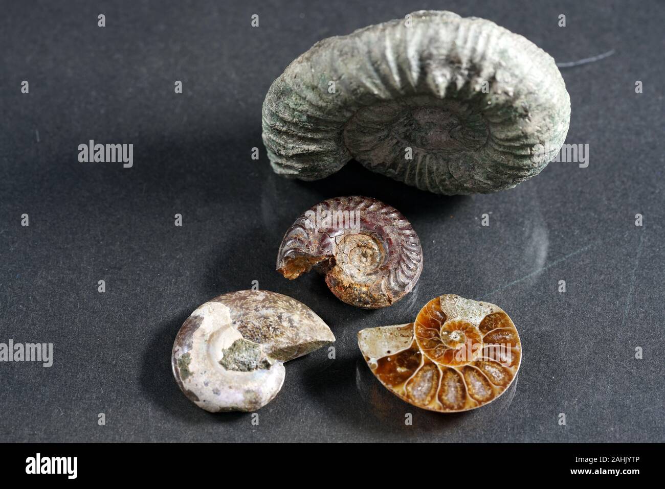 Ammonite is a fossilization of a squid enclosure, photographed with ...