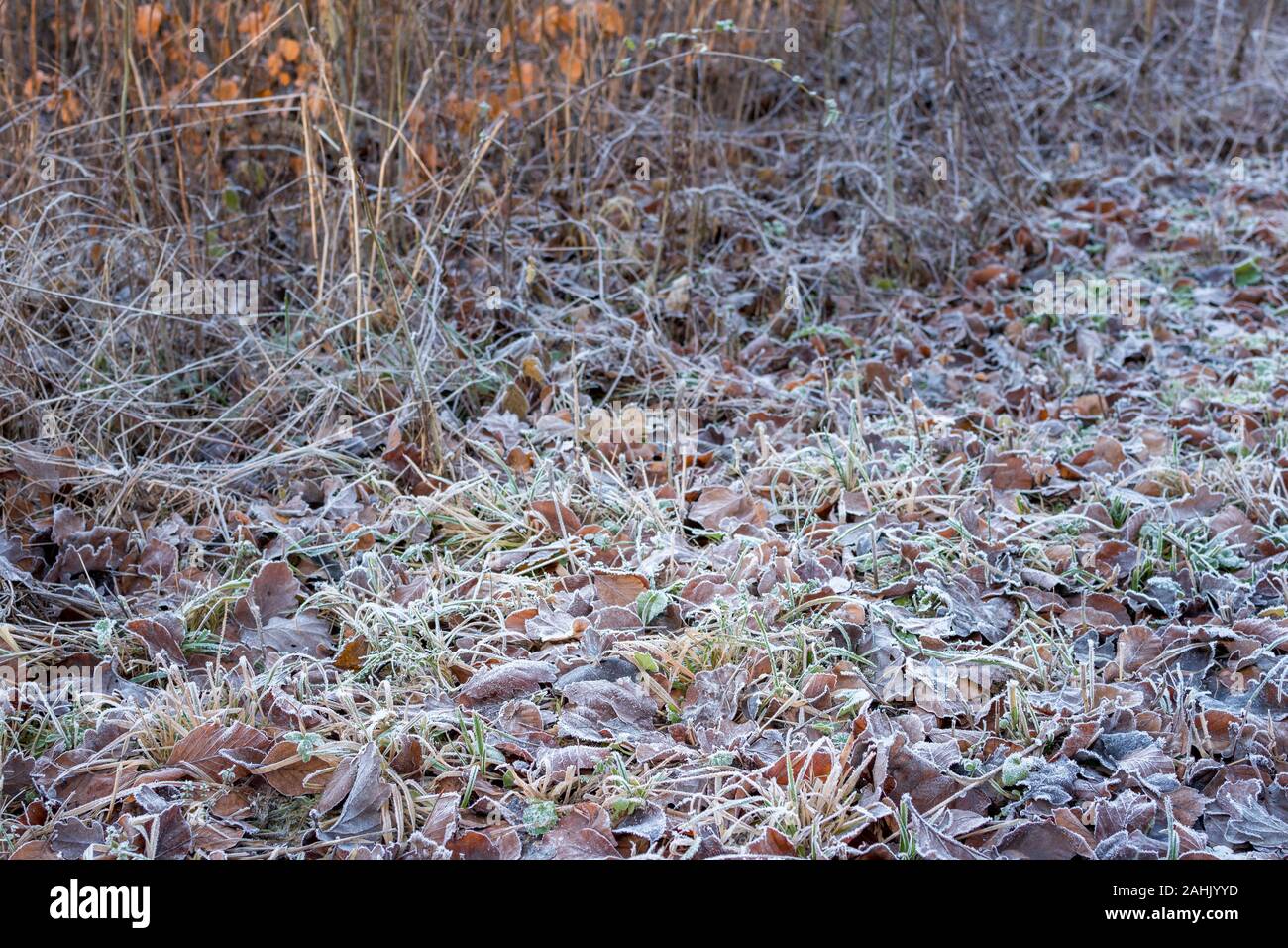Cold forest with ground frost and sun in the background Stock Photo - Alamy