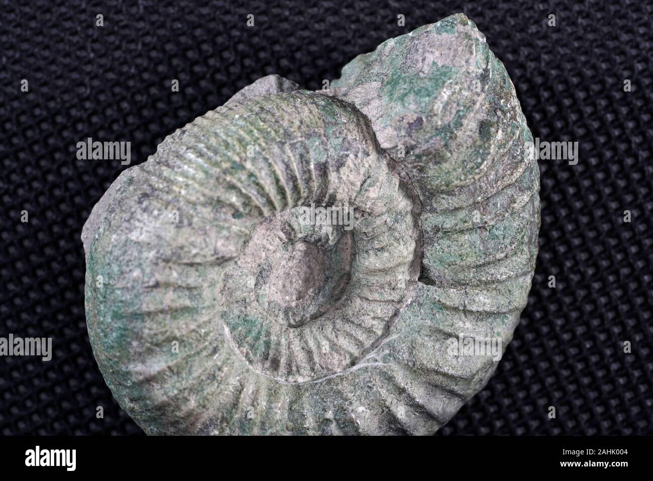 Ammonite is a fossilization of a squid enclosure, photographed with ...