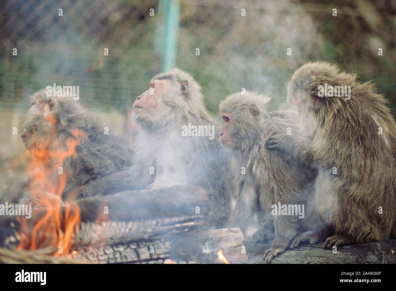 Japanese Yaku macaque monkeys sit around a bonfire to keep themselves ...