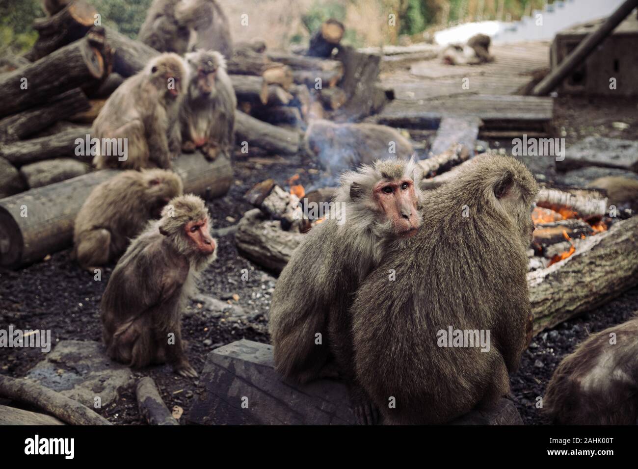 Japanese Yaku macaque monkeys sit around a bonfire to keep themselves ...