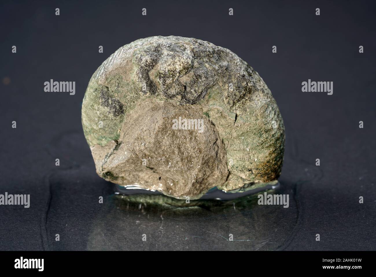 Ammonite is a fossilization of a squid enclosure, photographed with ...