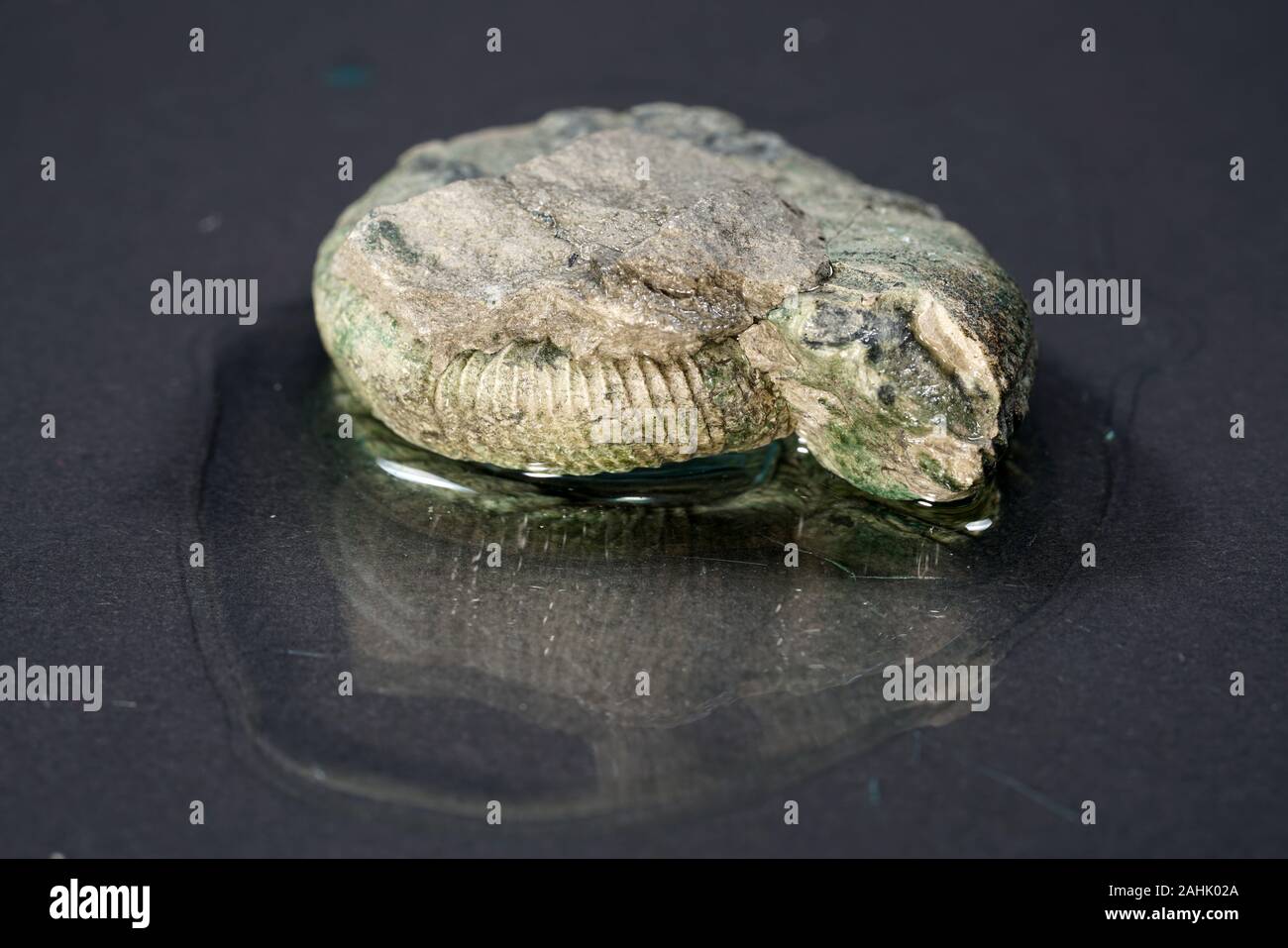 Ammonite is a fossilization of a squid enclosure, photographed with ...