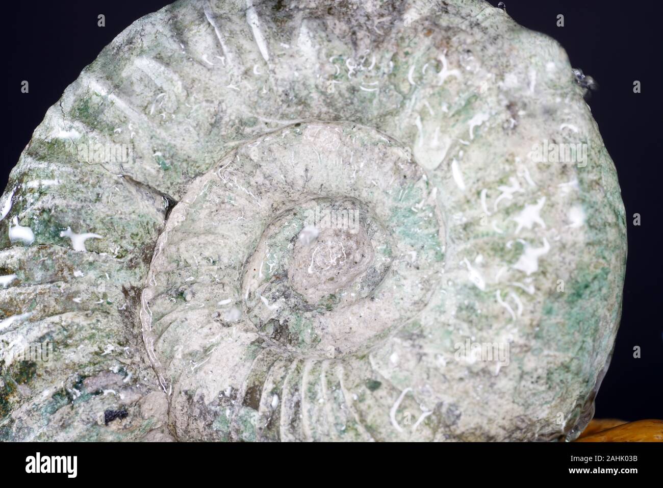 Ammonite is a fossilization of a squid enclosure, photographed with ...