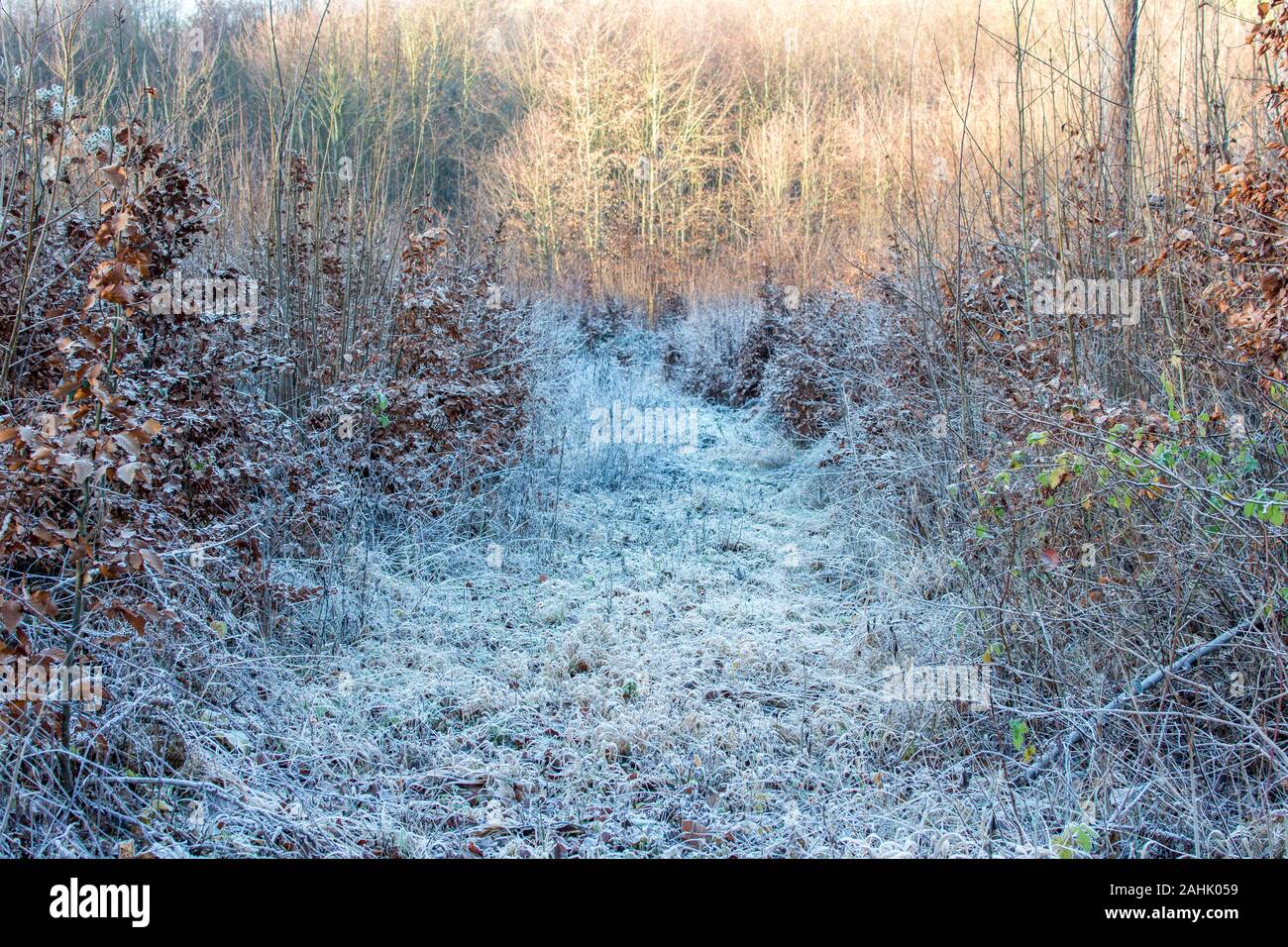 Cold forest hi-res stock photography and images - Alamy