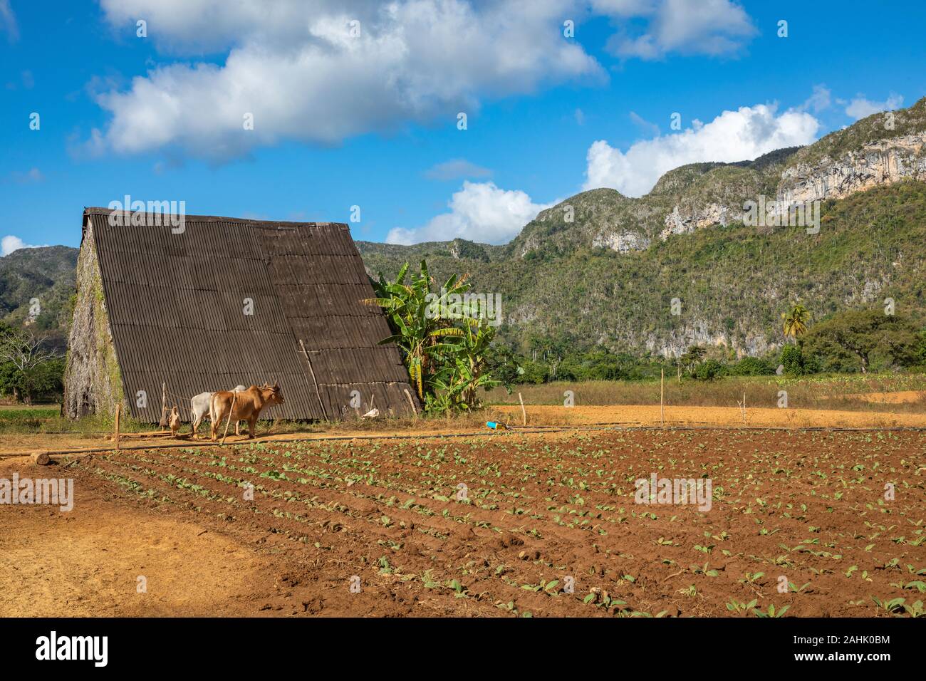 Vinales Valley. Typical view of Valle de Vinales with farm and mogotes ...