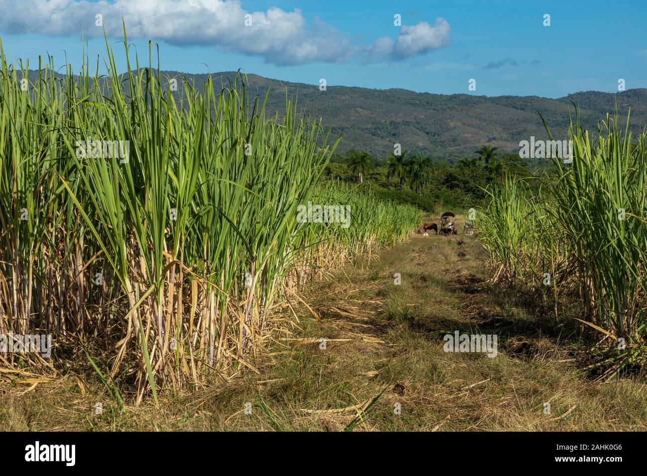 Sugar cane plantation in Cuba Stock Photo - Alamy