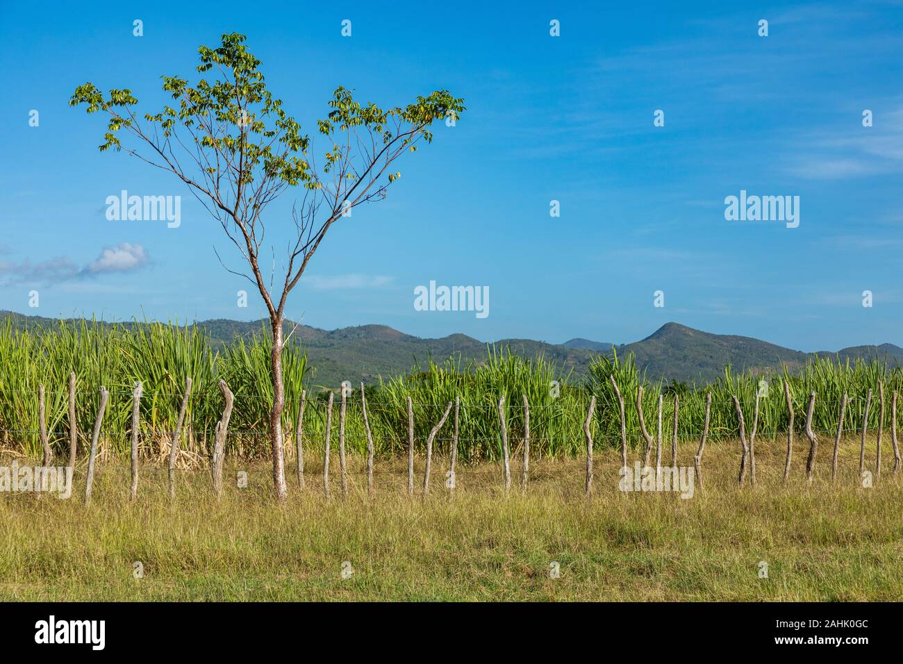 Sugar cane plantation in Cuba Stock Photo - Alamy