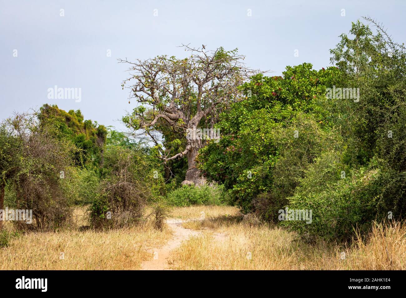Massive baobab trees in the dry arid savannah of south west Senegal ...