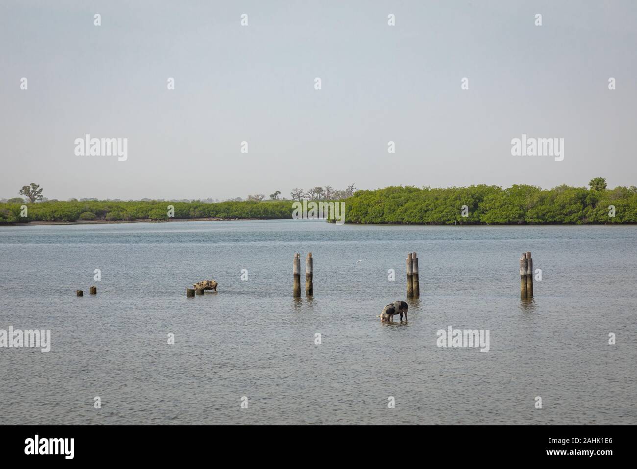 Seashell island senegal hi-res stock photography and images - Alamy