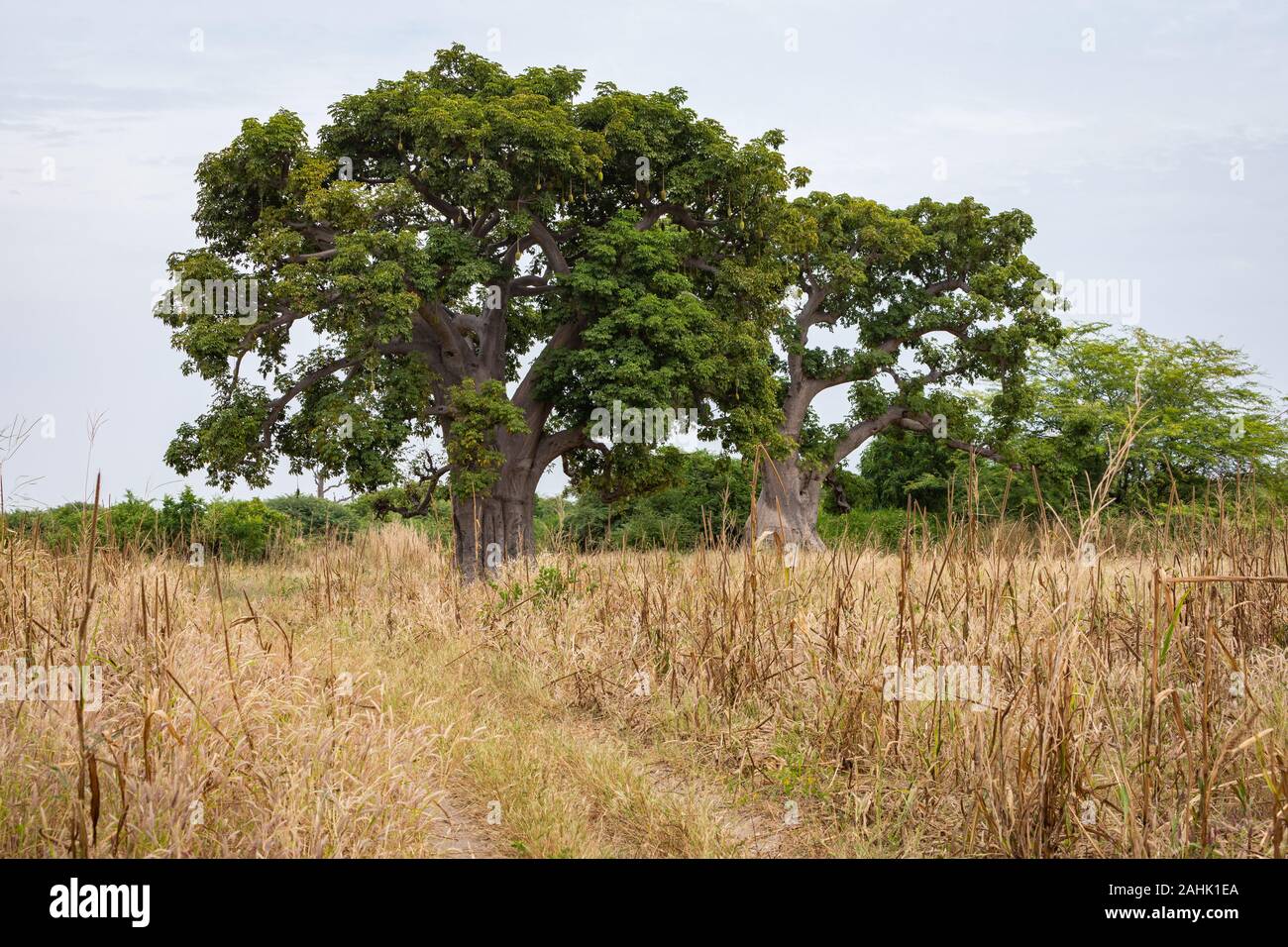 Massive baobab trees in the dry arid savannah of south west Senegal ...