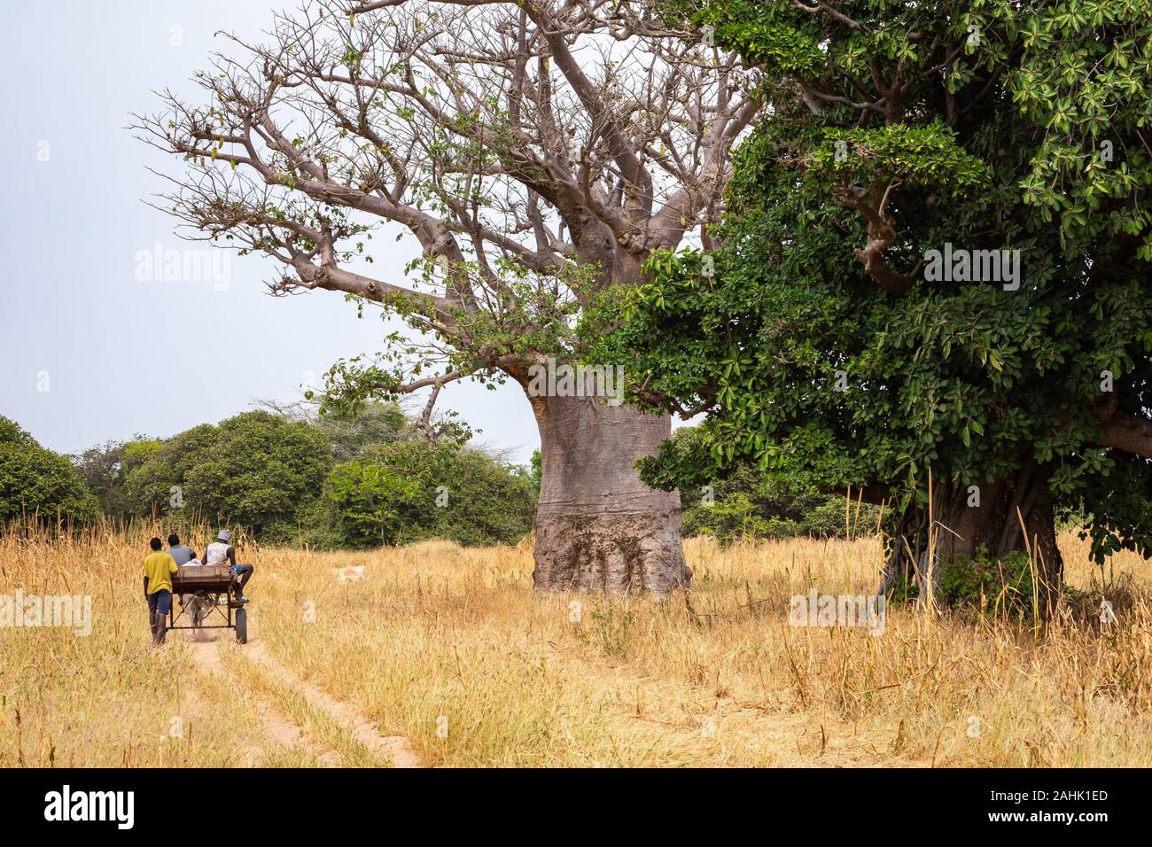 Massive baobab trees in the dry arid savannah of south west Senegal ...