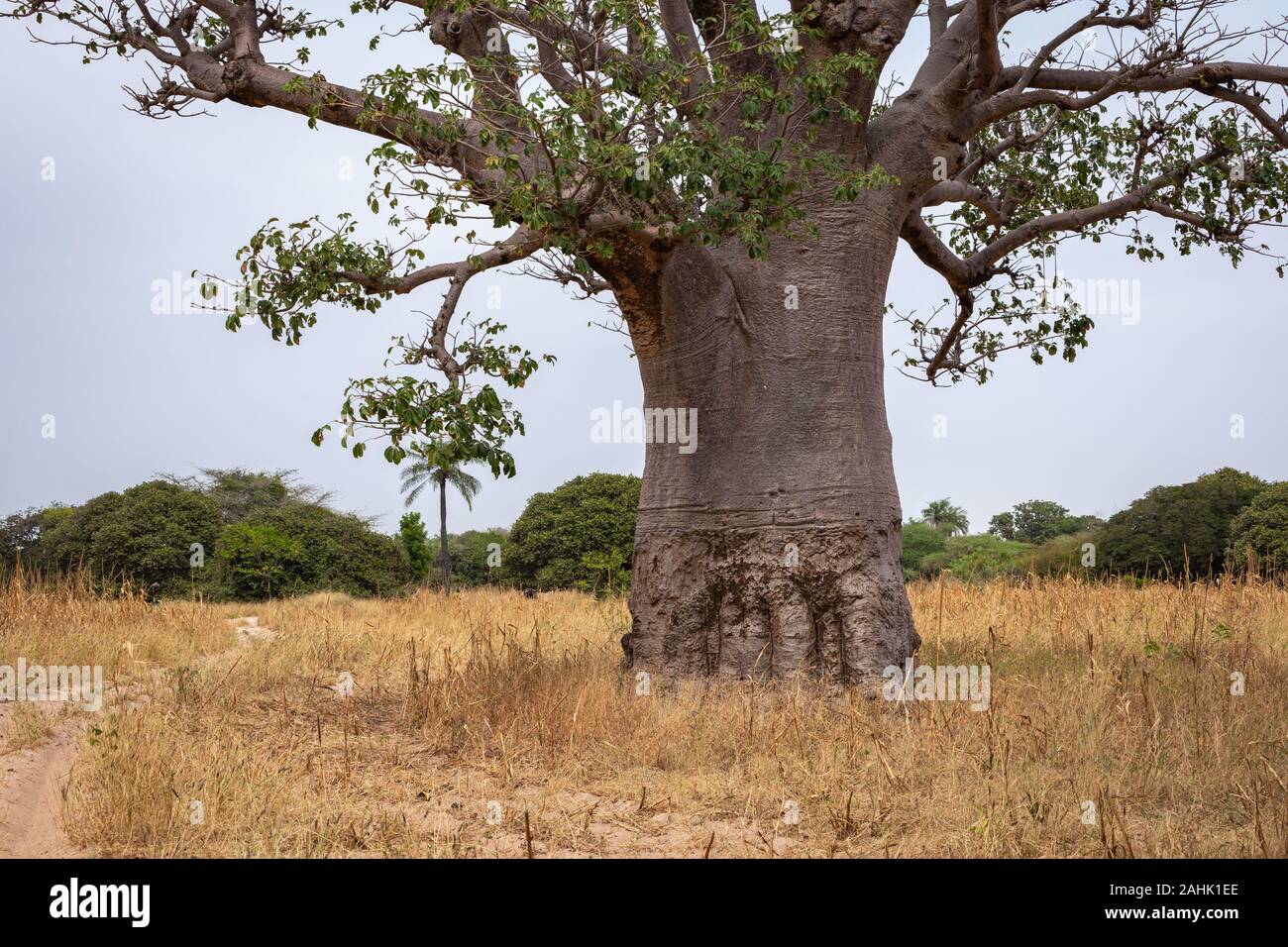 Massive baobab trees in the dry arid savannah of south west Senegal ...