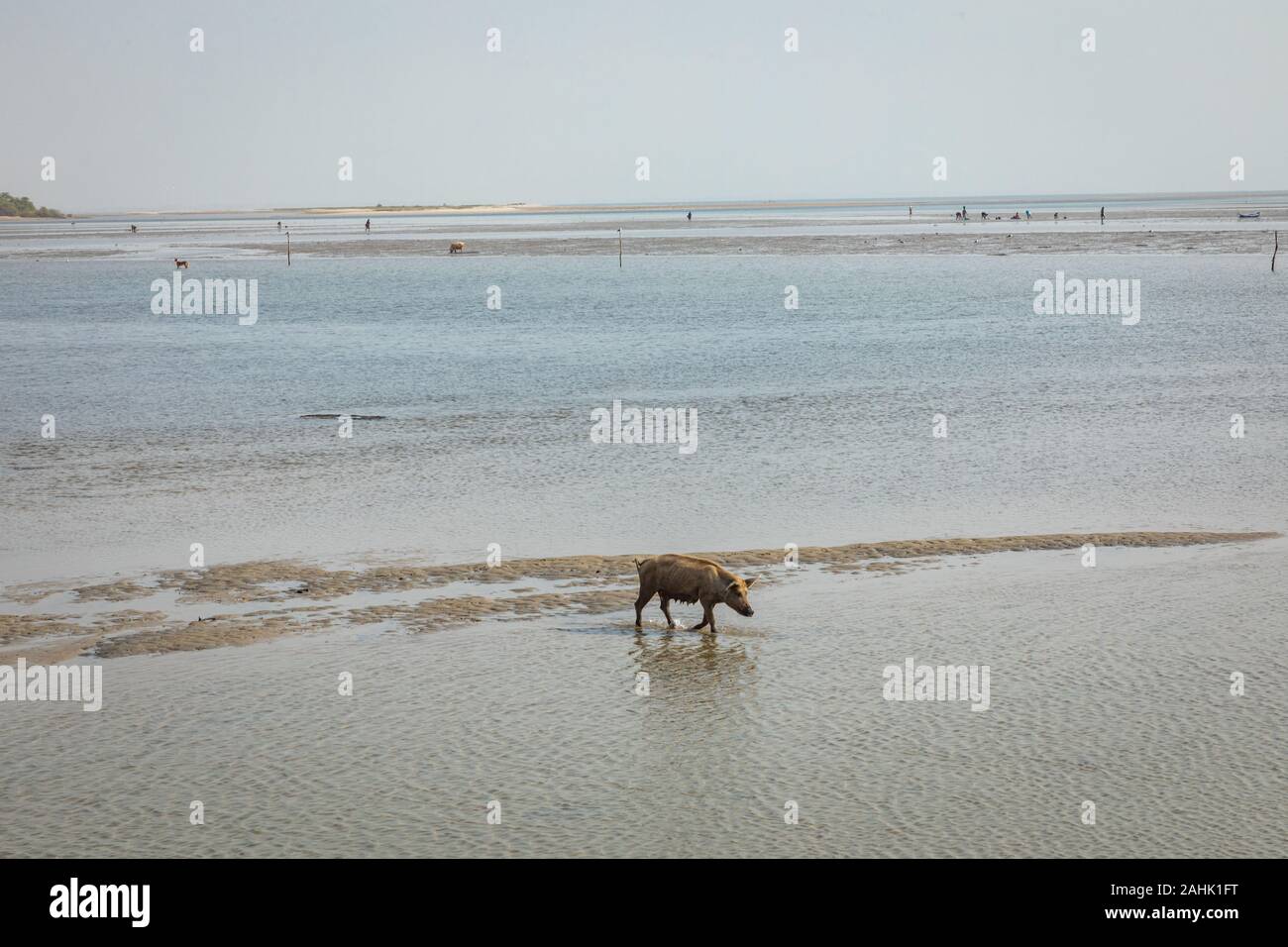 Seashell island senegal hi-res stock photography and images - Alamy