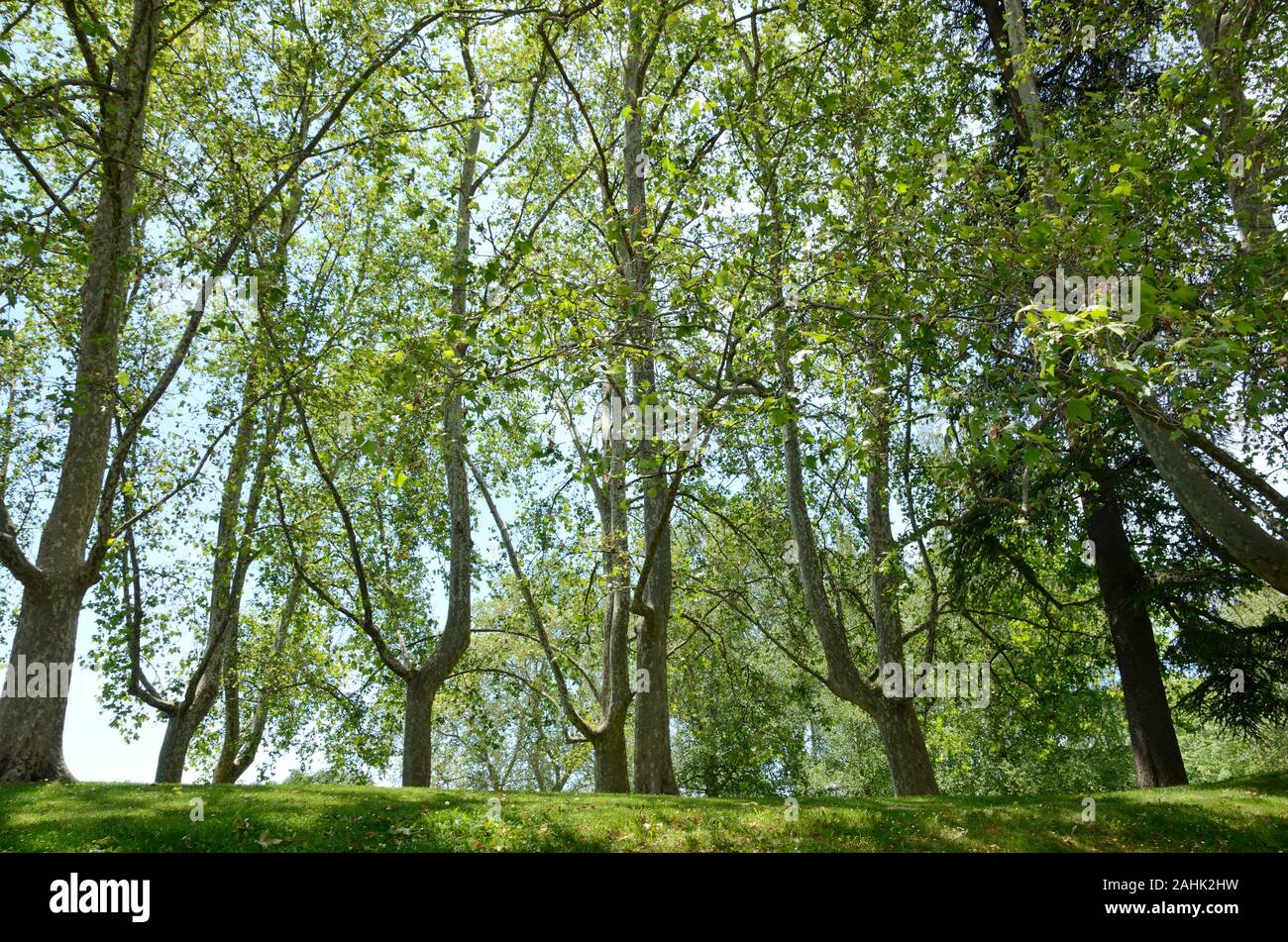 Trees on grass in Citadel parkof Pamplona, the capital of the Navarre ...
