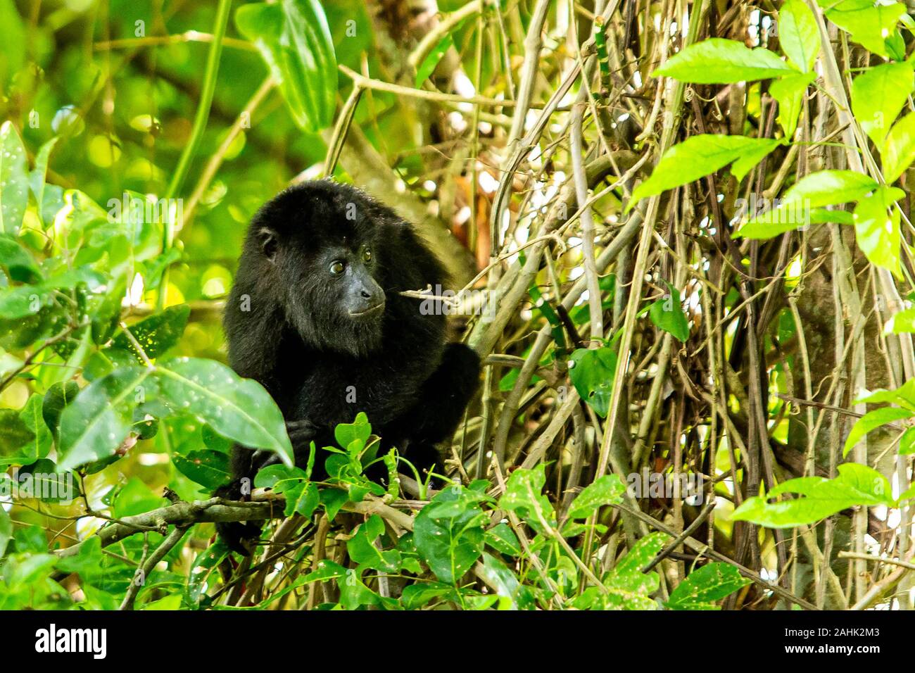 Guatemalan howler monkey hi-res stock photography and images - Alamy