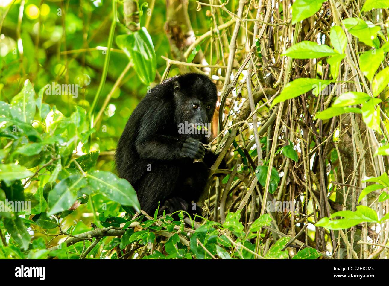 Black howler monkey in the jumgle forest belize Stock Photo - Alamy