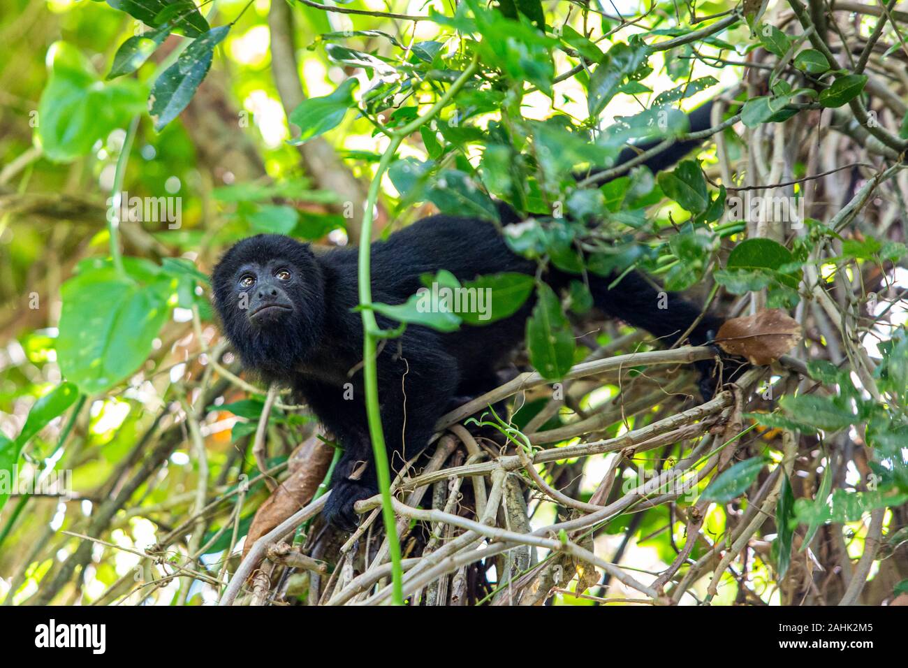 Black howler monkey in the jumgle forest belize Stock Photo - Alamy