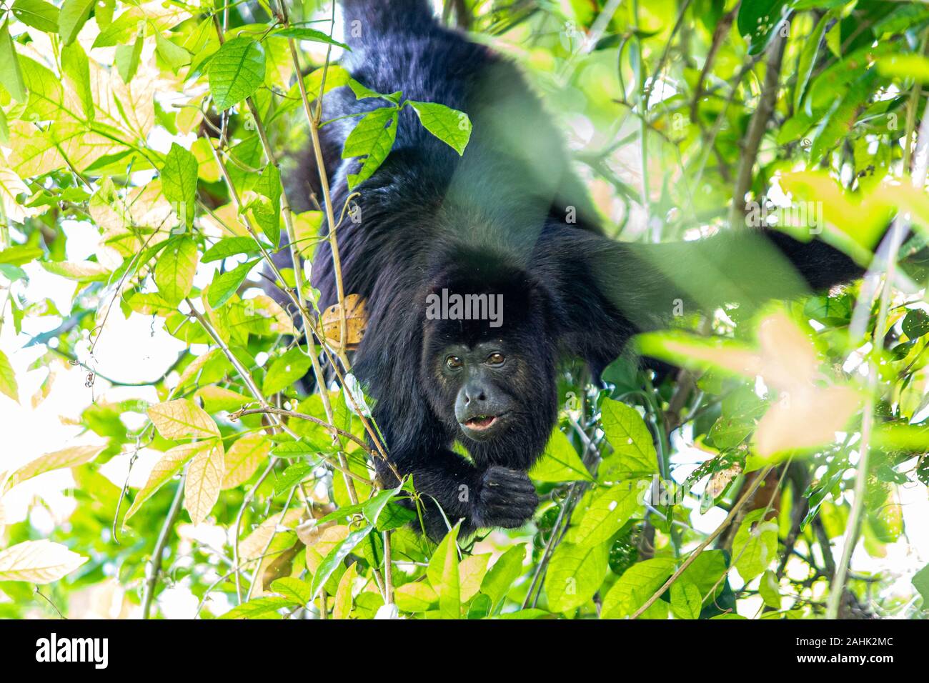 Black howler monkey in the jumgle forest belize Stock Photo - Alamy