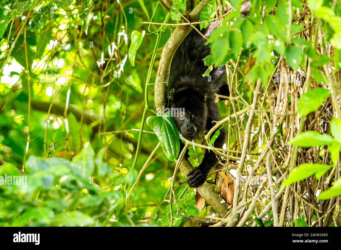 Black howler monkey in the jumgle forest belize Stock Photo - Alamy
