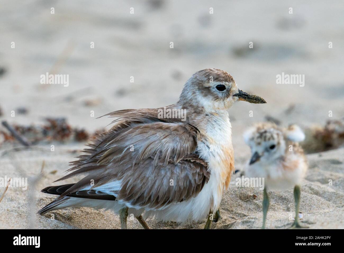 From pair of breeding dotterel, mother and baby, on beach at Vivian Bay ...