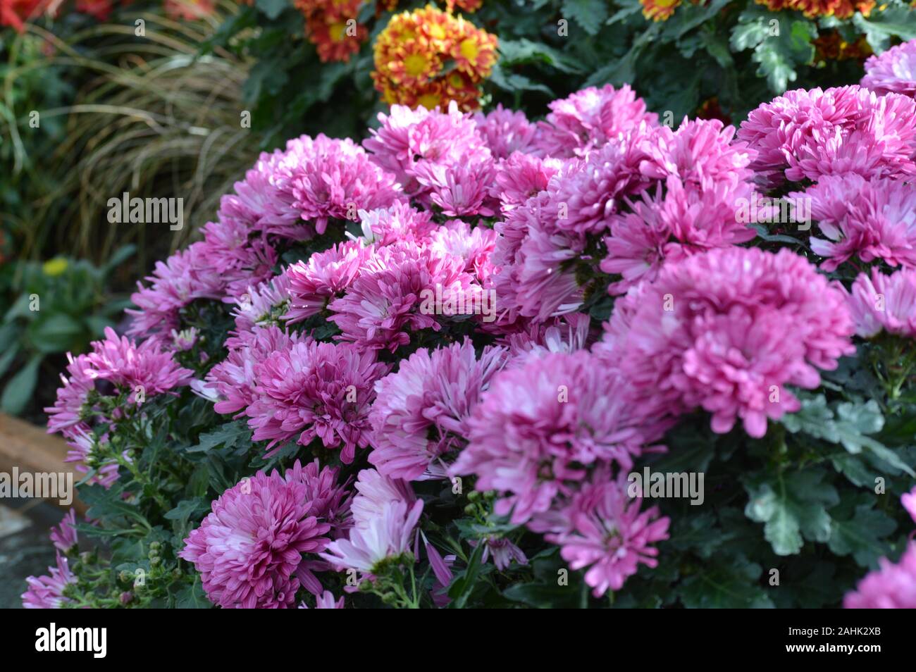 Chrysanthemum garden mum hi-res stock photography and images - Alamy